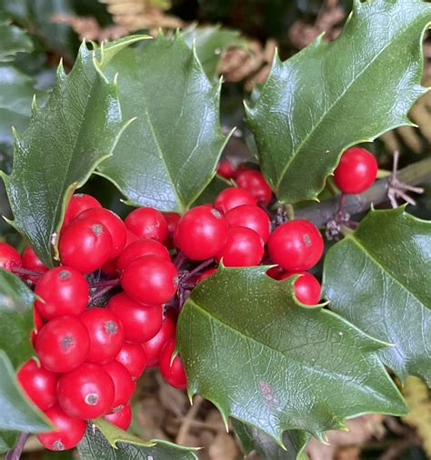 the holly without the ivy alan ilagan