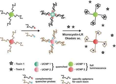 Dual Fluorescent Resonance Energy Transfer Fret Aptasensor Developed Download Scientific