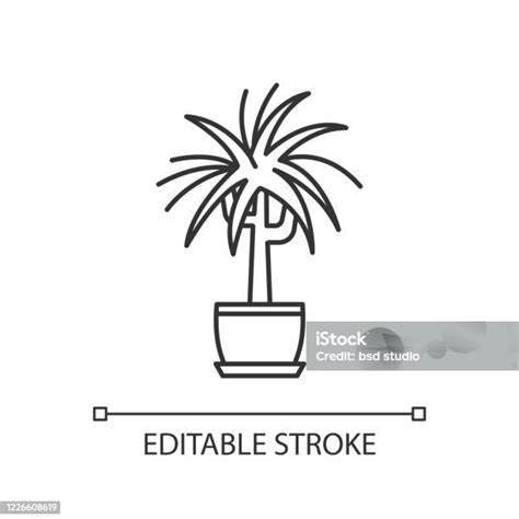 드라카에나 픽셀 완벽한 선형 아이콘입니다 화분에 심은 하우스 플랜트 드래곤 트리입니다 뾰족한 잎으로 식물 얇은 라인 사용자 정의 그림입니다 등고선 기호입니다 벡터 절연