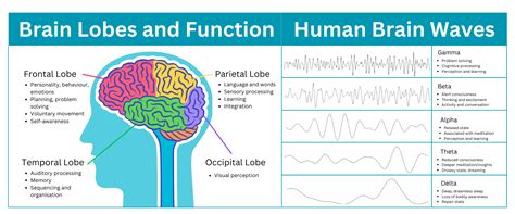 Qeeg Brain Mapping Assessment — Brain Care Psychology And Neurotherapy Tweed Heads