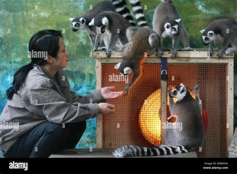 A Chinese Staff Attends Ring Tailed Lemurs From Madagascar In Front Of