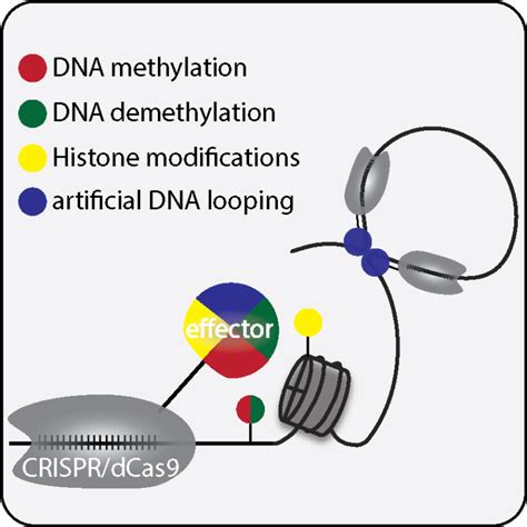 Epigenome Editing Tool Development Decode The Epigenome