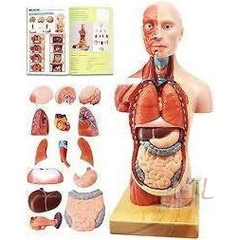 Human Torso Model Medical Models Human Body 3d Model Human Torso