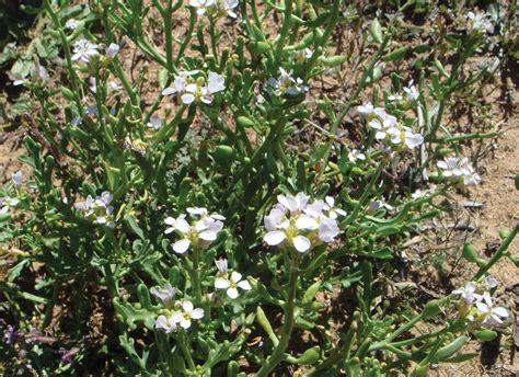 Sea Rocket Coastal Salt Tolerant Edible Britannica