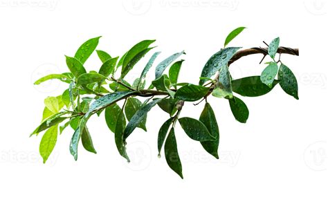 Green Leaves Branch With Drop Isolated On Transparent Background PNG