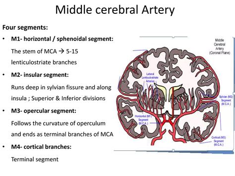 Blood Supply Of The Brain Pptx