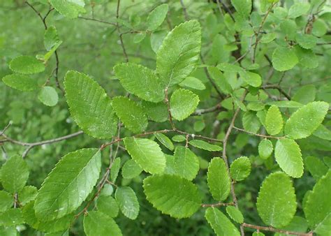 How To Grow And Care For Elm Trees Plantly