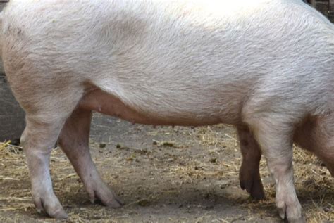 Large White Pig The Commercial Breed With An Abundance Of Meat For
