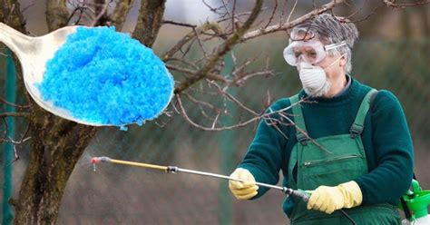 მავნებლებთან ბრძოლა მარტში რით ამუშავებენ პუნქტუალური მეაგარაკეები ხეებს რჩევები ვივიენისგან