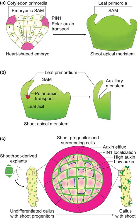 Multiple Feedbacks On Self‐organized Morphogenesis During Plant