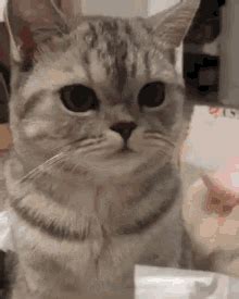 Pussy Face S Tenor