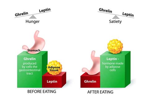 The Importance Of Satiety How It Controls Food Cravings
