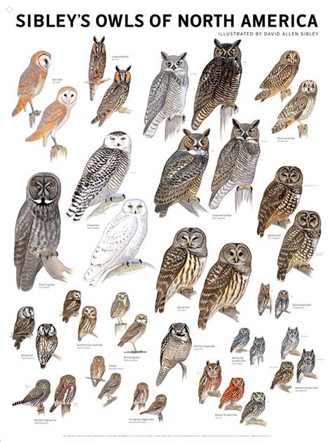 Owl Reference List At Rebecca Hart Blog