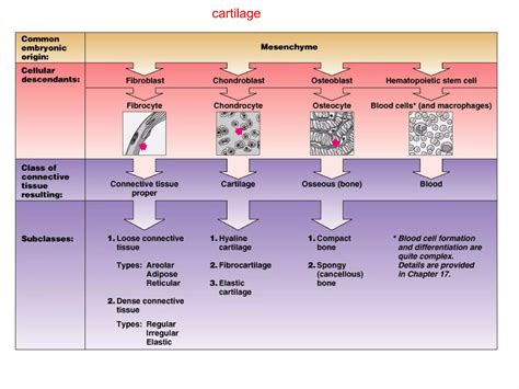 Cartilage And Bones Ppt