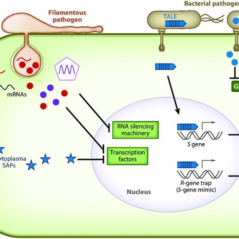 Pdf Plant Pathogen Effectors Cellular Probes Interfering With Plant