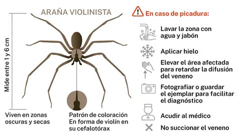 La Araña Violinista Ya Está En España Estas Son Las Zonas En Las Que