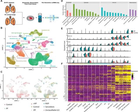 Single Cell Rna Sequencing Reveals Profibrotic Roles Of Distinct Epithelial And Mesenchymal
