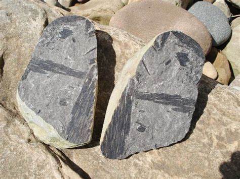 split limestone block with plant fossis uk fossil collecting