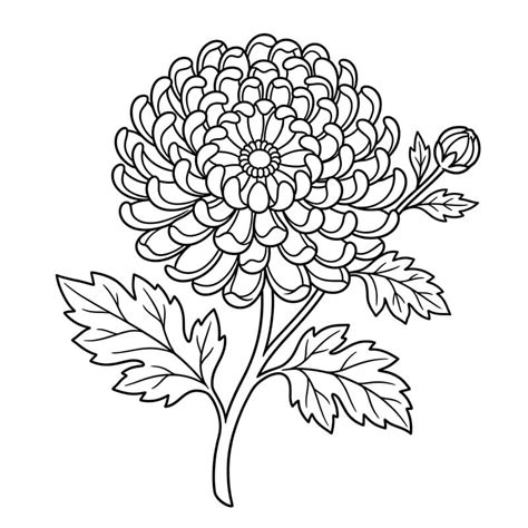 Perfect Chrysanthemum Coloring Page Download Print Or Color Online