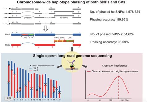 Sequencing Phasing At Jill Farris Blog