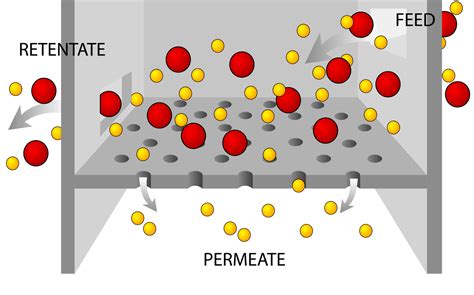 Passive Transport Types And Examples Conduct Science