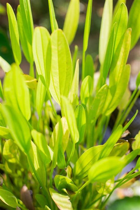 Thalia Dealbata Stock Image Image Of Nature Vitality 41689833