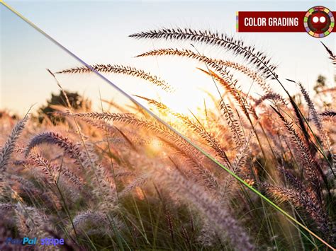 Desho Grass By Reactivestudio On Deviantart