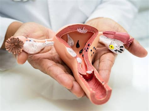 Endometrial Thickness And Menopause An In Depth Look