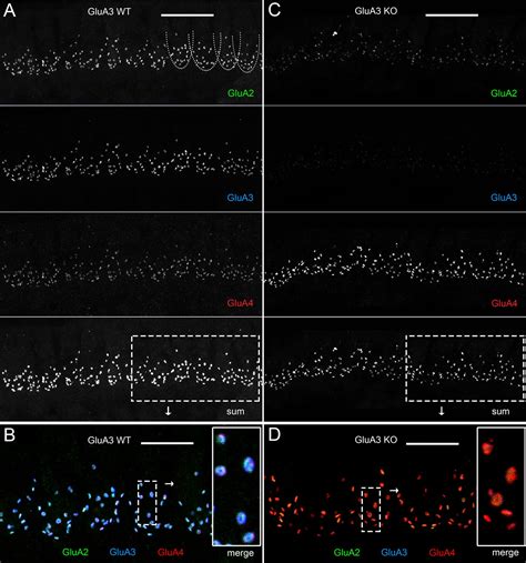 Figures And Data In Glua3 Subunits Are Required For Appropriate