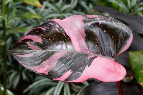 How To Care For Pink Princess Philodendron By Luckgamex Medium