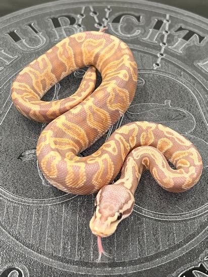 Banana Ghi Pastel Het Clown Pos Yellowbelly Ball Python By Hub City Koi And Reptiles