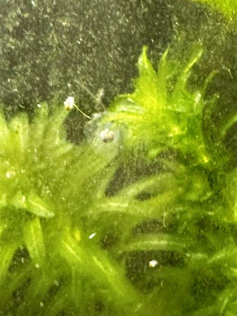 Was My Axolotl Pregnant These Look Like Eggs R Axolotls