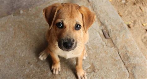 Animals Examples Lab