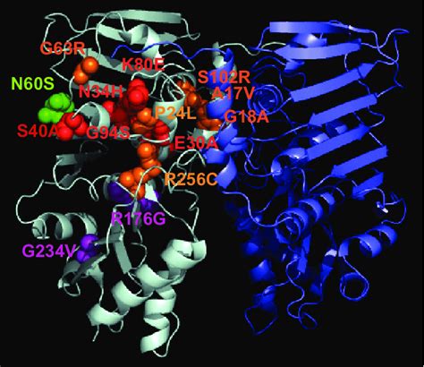 Homology Model Of B Subtilis Mutl N Terminal Domain With The Locations Download Scientific