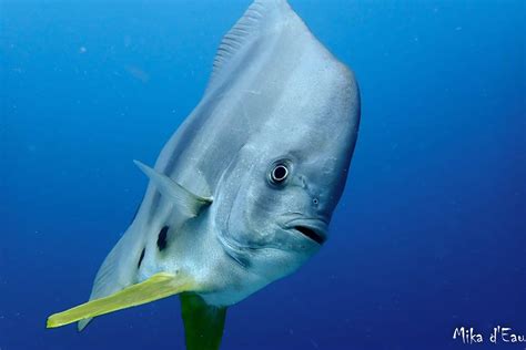 Bat Fish Divepoint Maldives