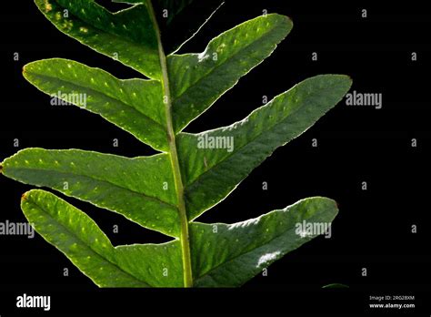 Intermediate Polypody Polypodium Intermediate Polypody Polypodium