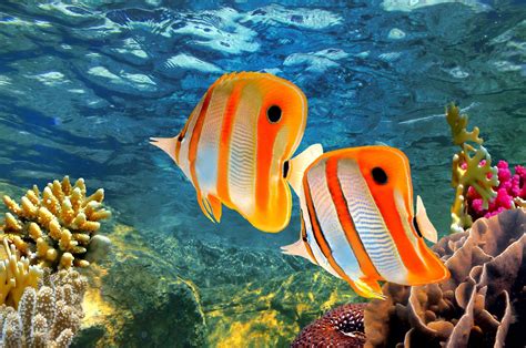 Greatbarrierreefanimals Gruppenreise Durch Australien Westtours