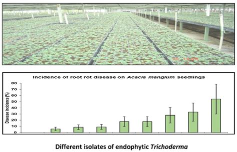 Nursery Screening Of Endophytic Isolates Of Trichoderma Top Some Download Scientific Diagram