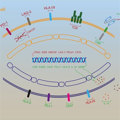 Engineering Receptor Strategies Tac There Are Three Parts Scfv Cd3