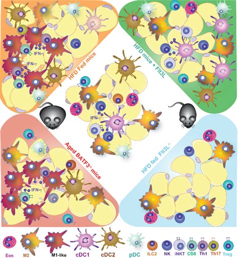 Impact Of Dc Depletion On The Immune Cells Populating The At During Dio