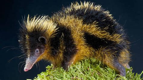 Tenrec Animal Facts Tenrecidae A Z Animals