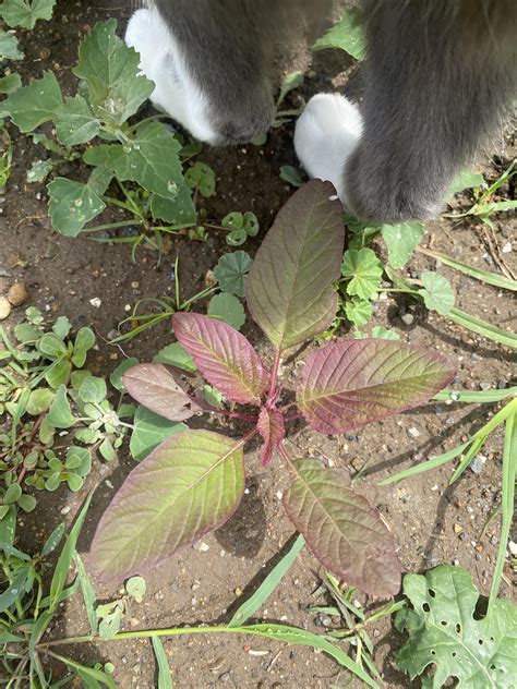 Weed Or Plant R Plantidentification