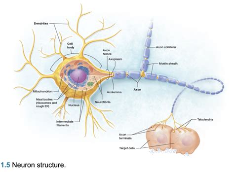 Neuron Telodendria Anatomy Diagram
