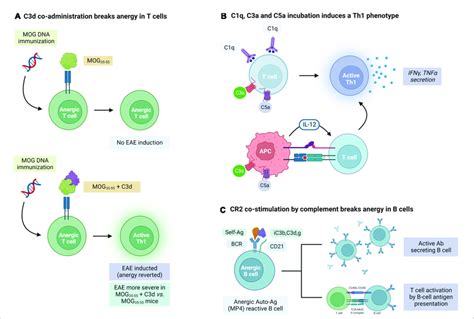 Evidence For The Role Of Complement In The Modulation Of Adaptive Download Scientific Diagram Evidence For The Role Of Complement In The Modulation Of Adaptive Download Scientific Diagram