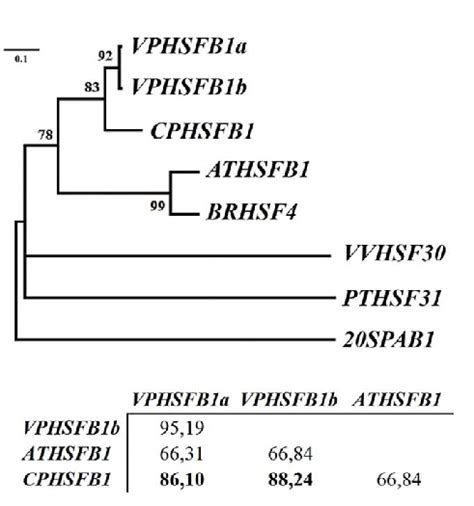 Maximum Likelihood Phylogenetic Tree Based On A Muscle Alignment Of