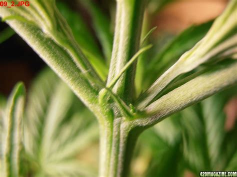 What Sex Are My Plants Magazine