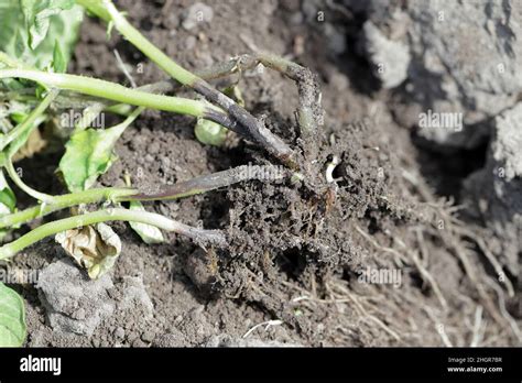 Potato Plant Heavily Infested By Potato Blackleg Disease Caused By