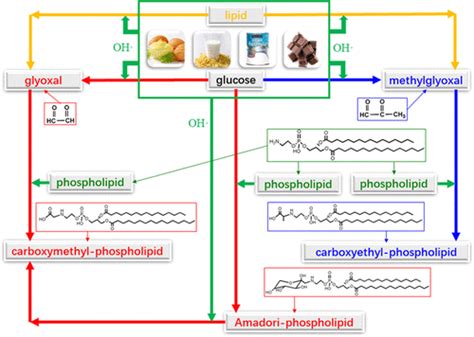 Formation Of A Phospholipid