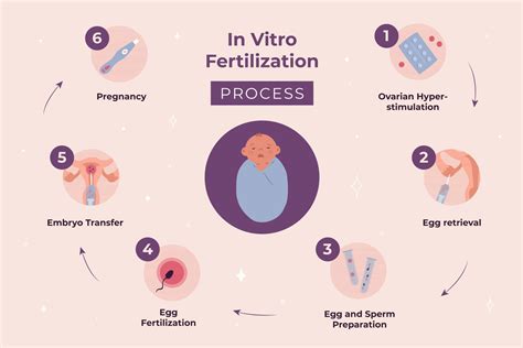 Fertilization Process Double Fertilization Process And Significance Of