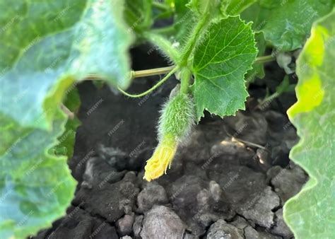 Premium Photo Small Green Melon Growing In The Garden